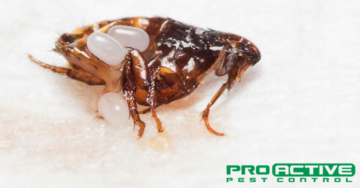 Beyond the Mattress: Bed Bug Control Tips for Every Corner of Your Home