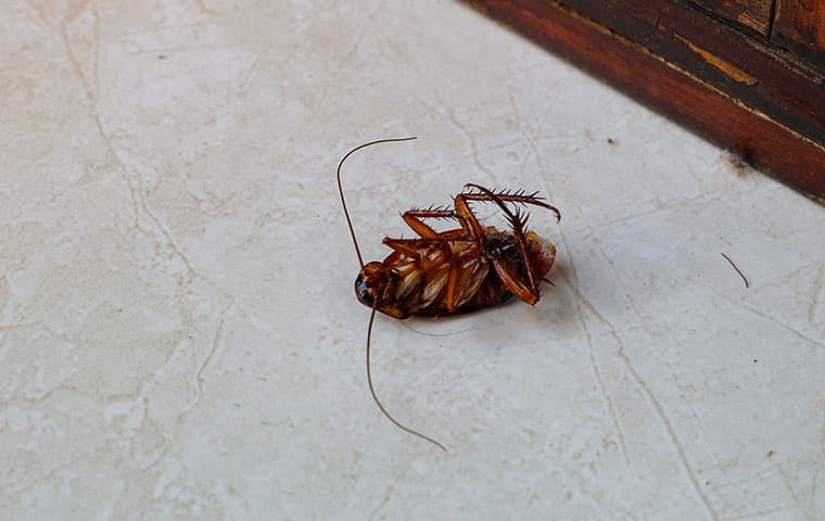 The Key To Recognizing And Eliminating Cockroach Infestations In Queen ...