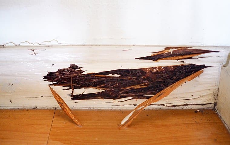 Termites, Meet Your Match: Mesa's Proven Prevention Techniques