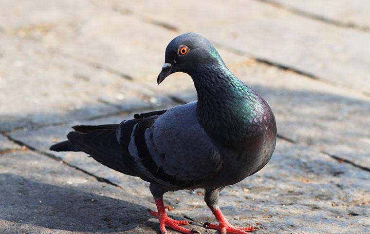 Keep Pigeons At Bay: Expert Strategies For Effective Pigeon Prevention ...