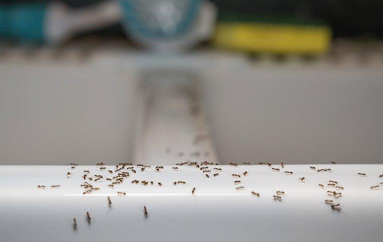 The Dos And Don'ts Of Ant Control: An Extensive Guide For Elk Grove ...