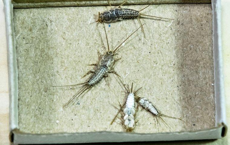 7 Easy Yet Effective Silverfish Prevention Tips For Lincoln Property Owners