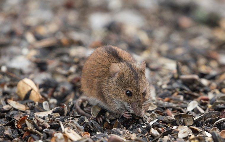 What Elk Grove Property Owners Ought To Know About Field Mice