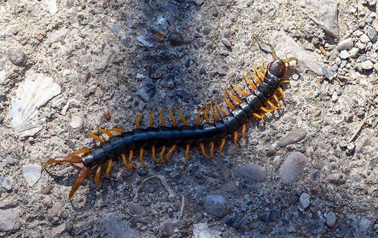 Is It Dangerous To Have Centipedes Around My Home In Queen Creek?