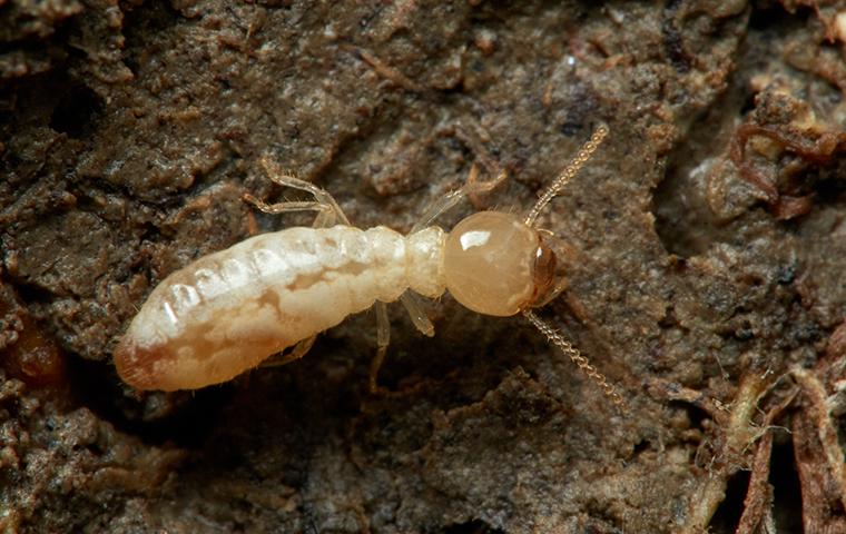 Termites Be Gone: Proven Techniques For Successful Termite Control In ...