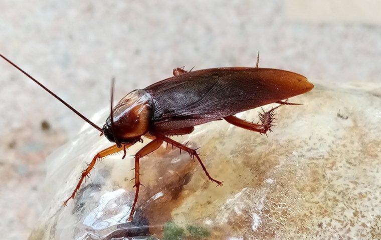 Four Signs Your Livermore Home Has A Cockroach Problem
