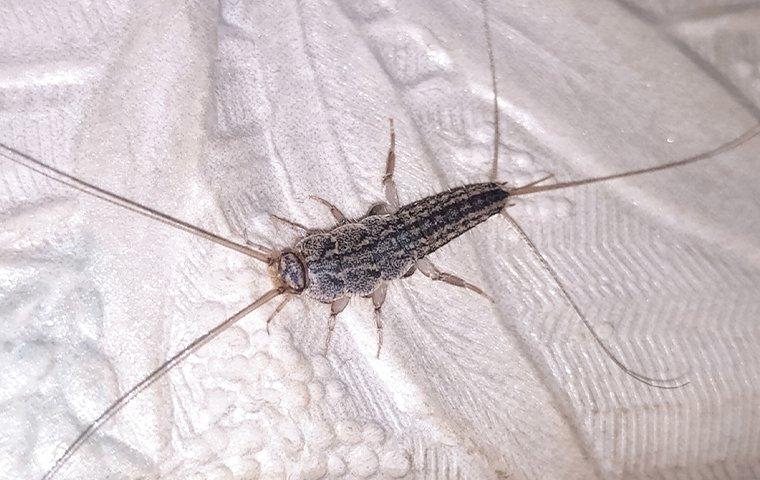 Silverfish In Gilbert: What Every Resident Should Know