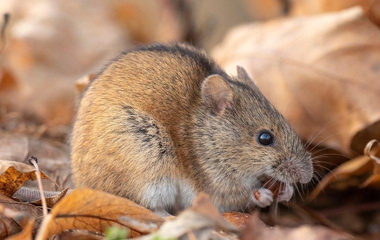 Rodent Rundown: Keeping These Dangerous Pests Away From Your Queen ...