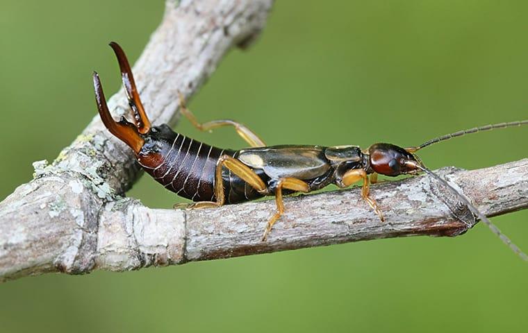 Who Else Wants Earwig Prevention Tips for Their Sacramento Property?