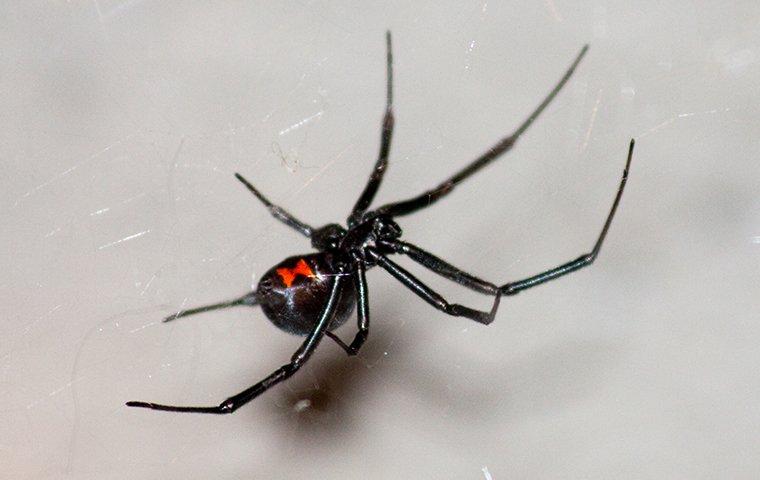 Tracy’s Comprehensive Guide To Black Widow Spider Control