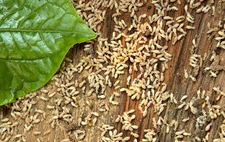 Termite Control 101: An Identification And Control Guide For Gilbert ...