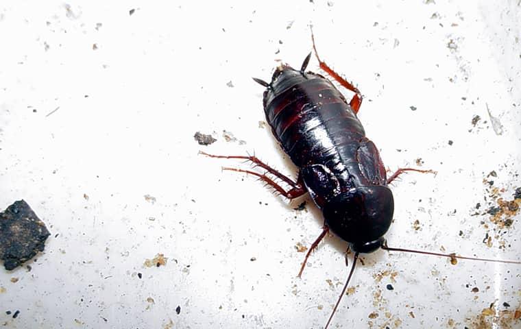 The Key To Getting Rid Of Dirty Roaches In Your Elk Grove Home