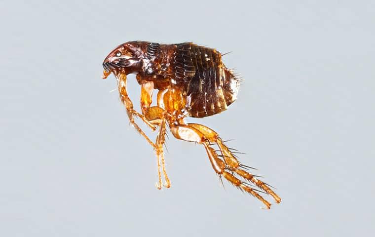 The Key To Effective Flea Control In Tracy
