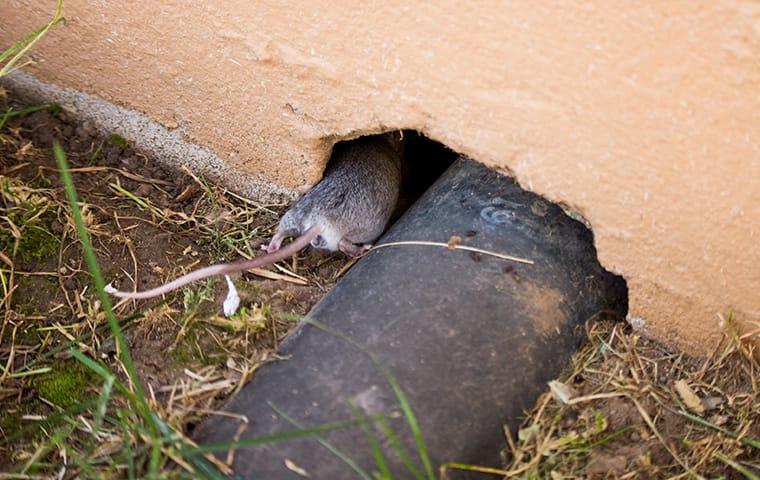 The Best Way To Completely Get Rid Of A Mouse Infestation In Your Mesa Home