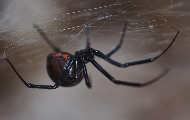 Spider-Free Zone: Expert Tips For Effective Spider Prevention In Mesa