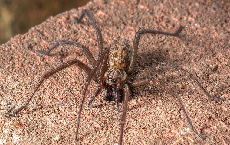 The Trick To Keeping Spiders Away From Your Queen Creek Home