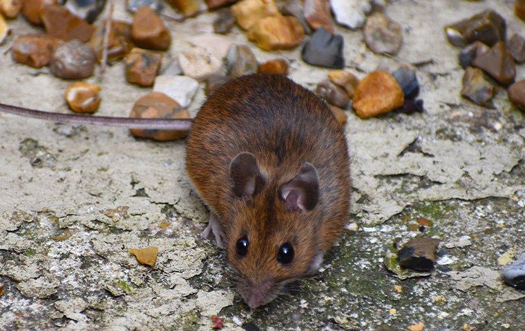 The Source Of Common Home Damage In Mesa: It Could Be Rodents